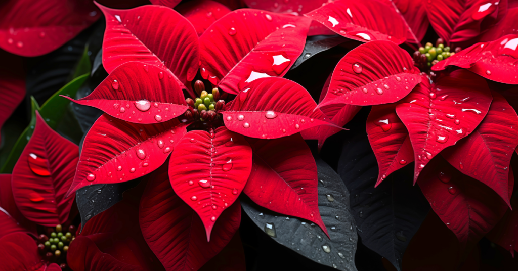 Poinsettias: From Aztec Tradition to Holiday Icon